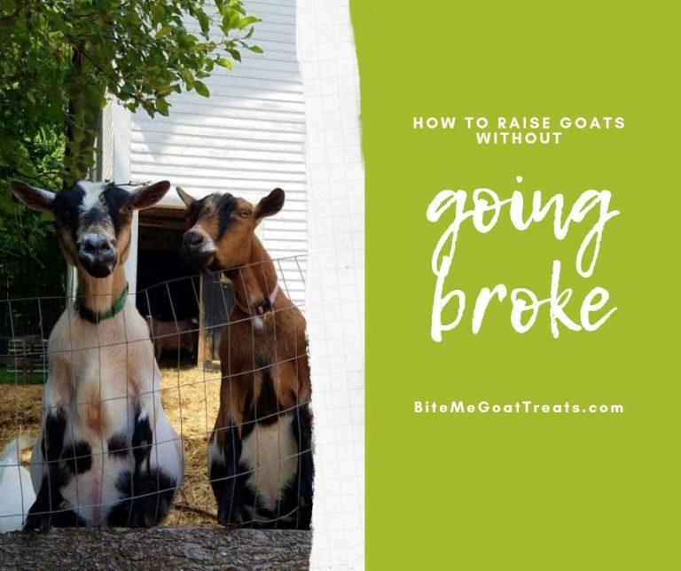 How to Raise Goats Without Going Broke
