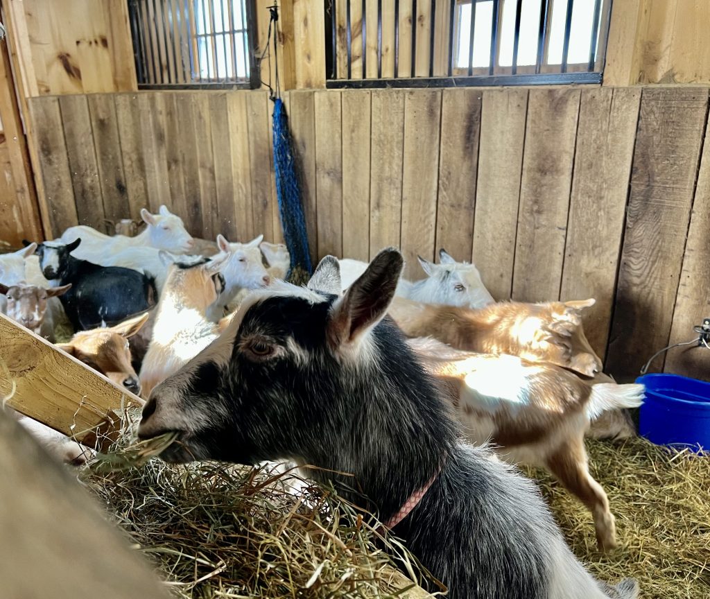 Navigating Goat Gastronomy: Common Stomach Issues with Goats