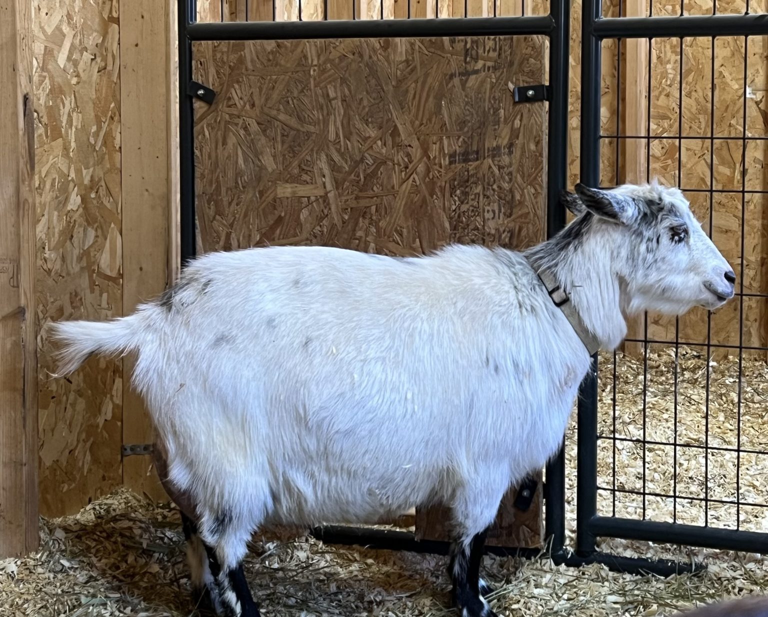 Navigating Goat Gastronomy: Common Stomach Issues with Goats