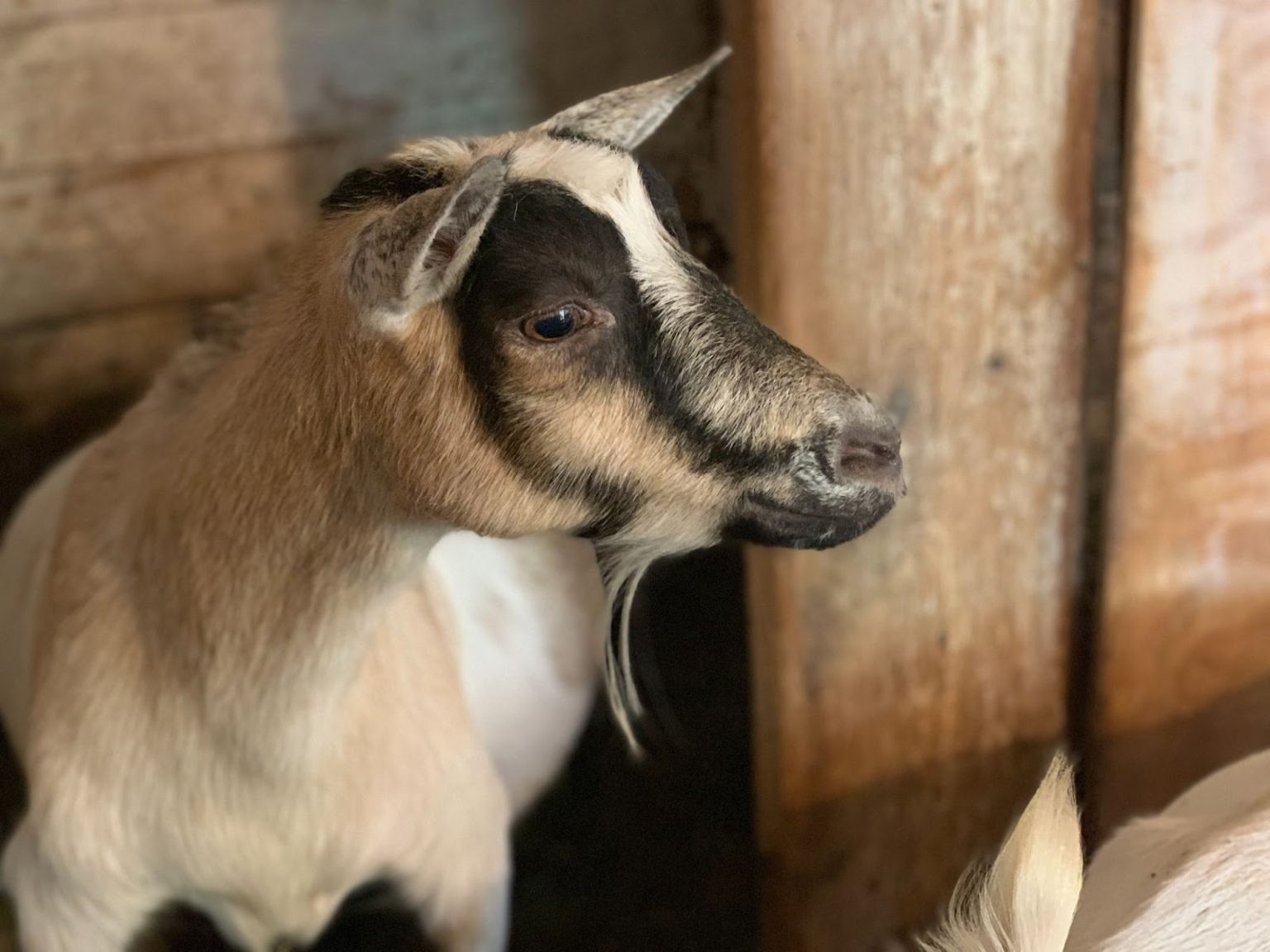 Copper Deficiency vs. Copper Toxicity in Dairy Goats