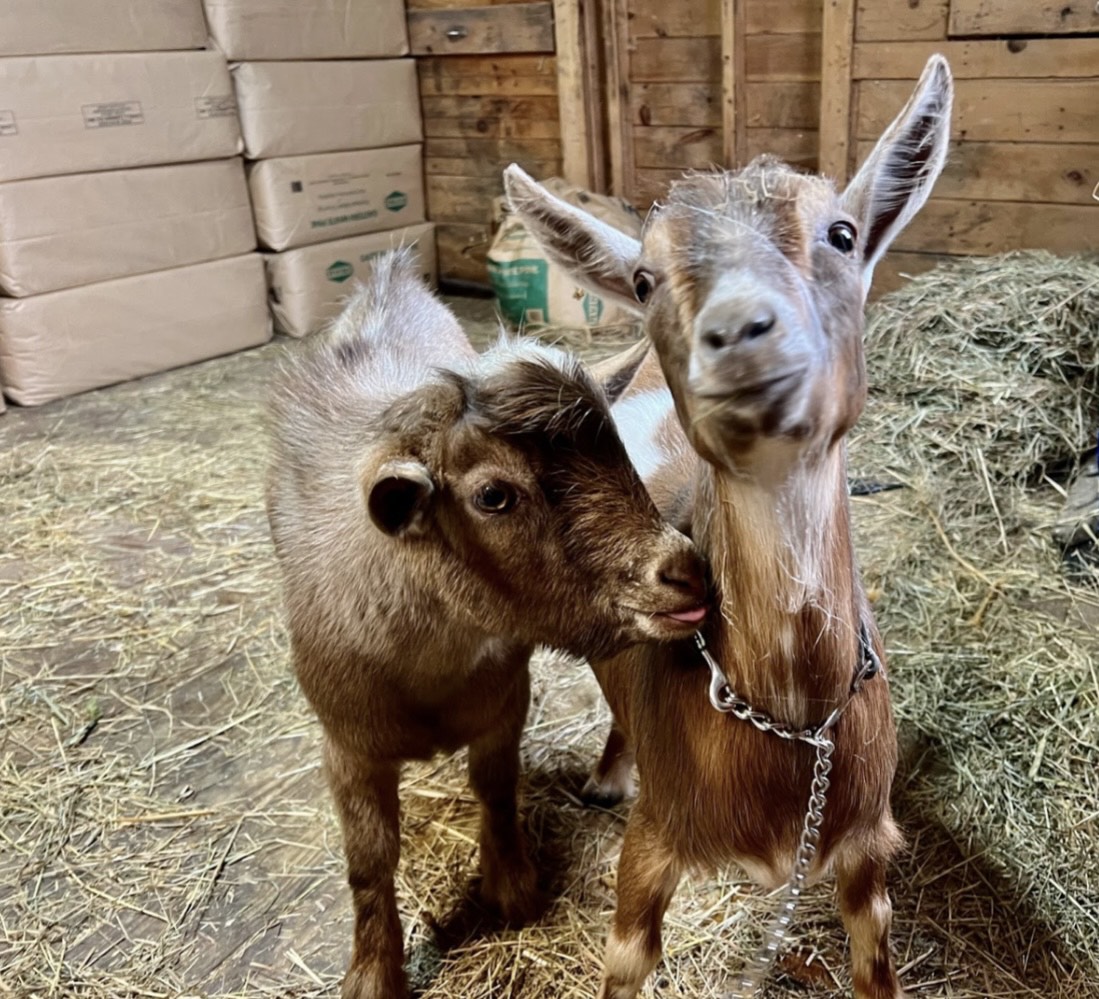 The Ultimate Guide to Supporting Your Dairy Goats During Breeding Season