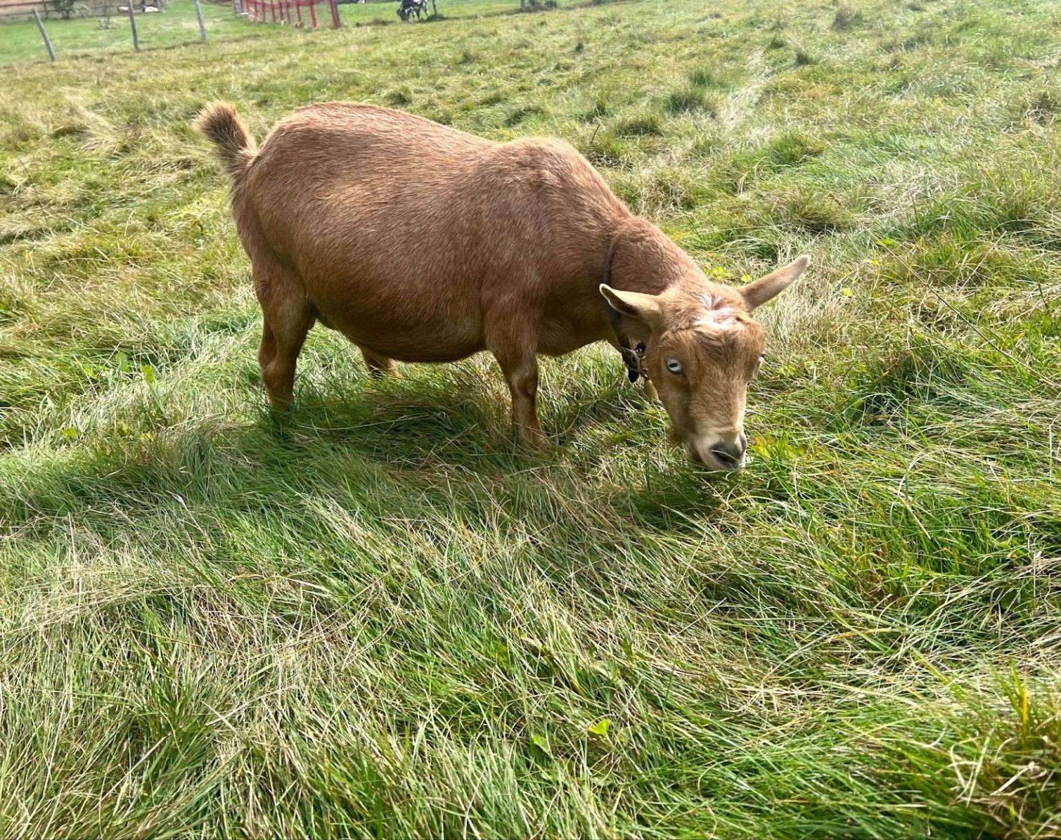 Naturally Deworming Goats: A Holistic Approach to Goat Health